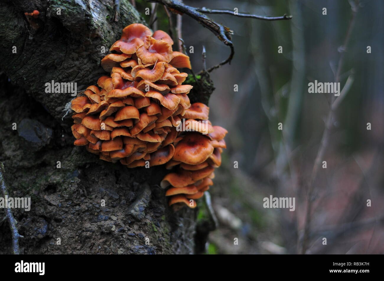 Red colored fungus growing on a tree branch in Autumn Stock Photo - Alamy