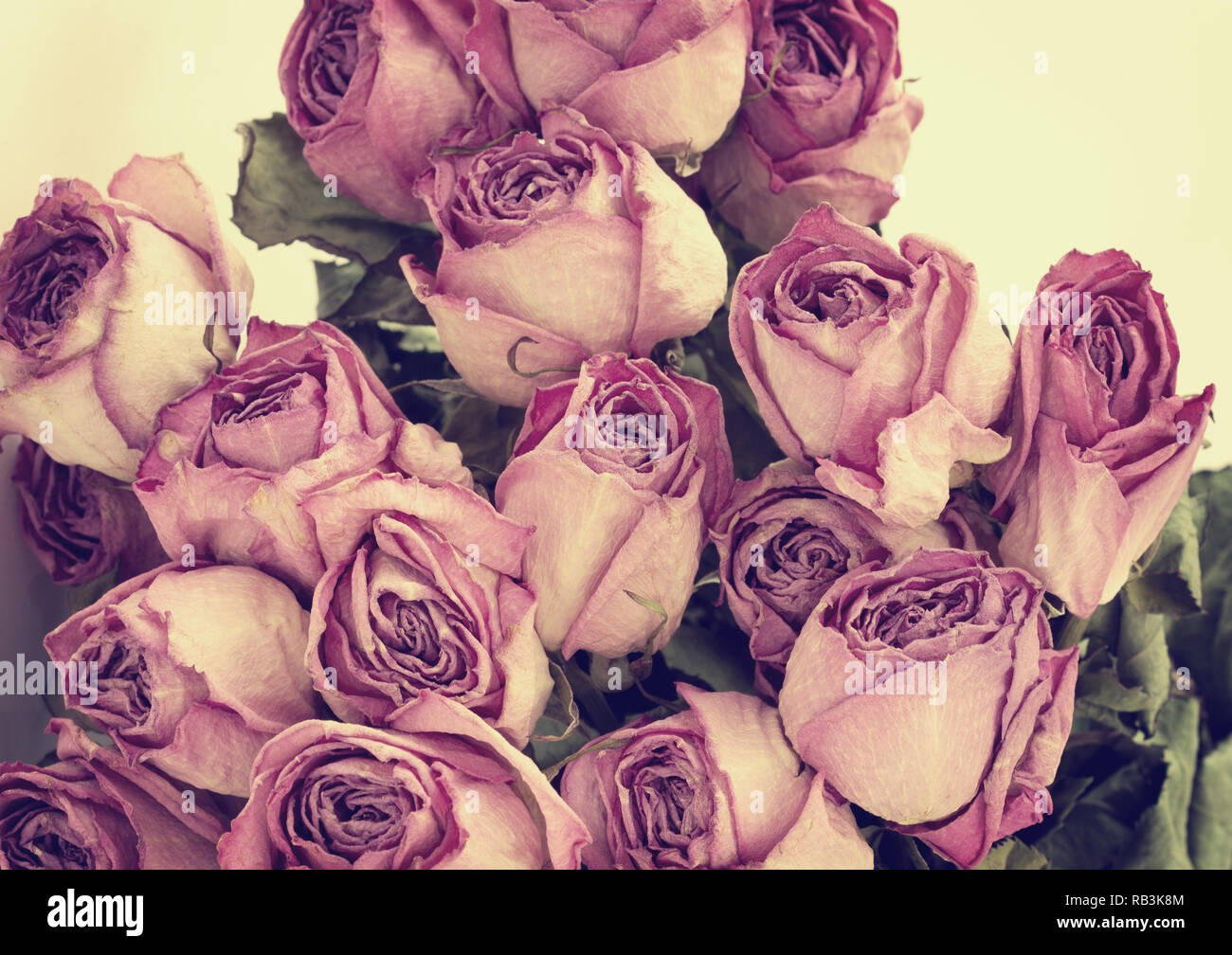 Vintage roses isolated hi-res stock photography and images - Alamy