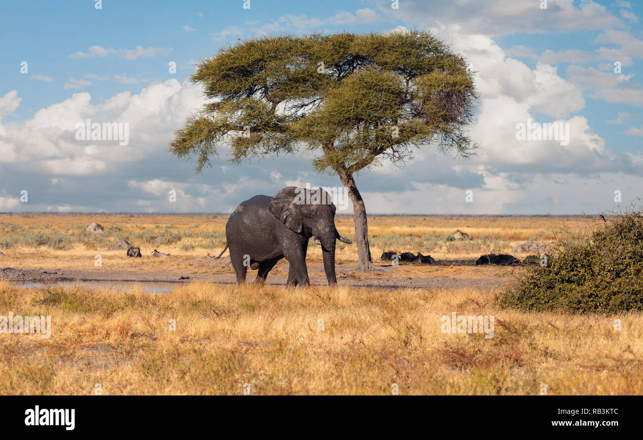 Acacia Tree Elephant