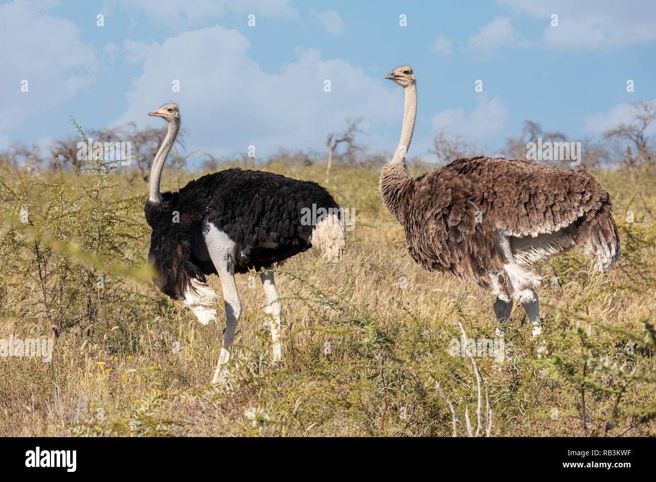 big bird, Ostrich family, male and female, (Struthio camelus) in ...