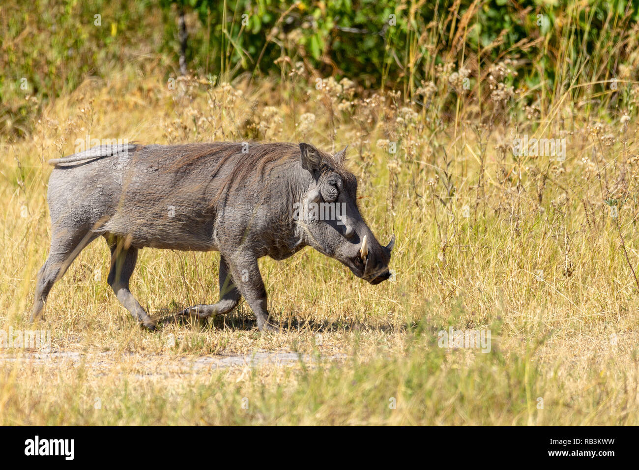 Warthogs and warthog horns hi-res stock photography and images - Alamy