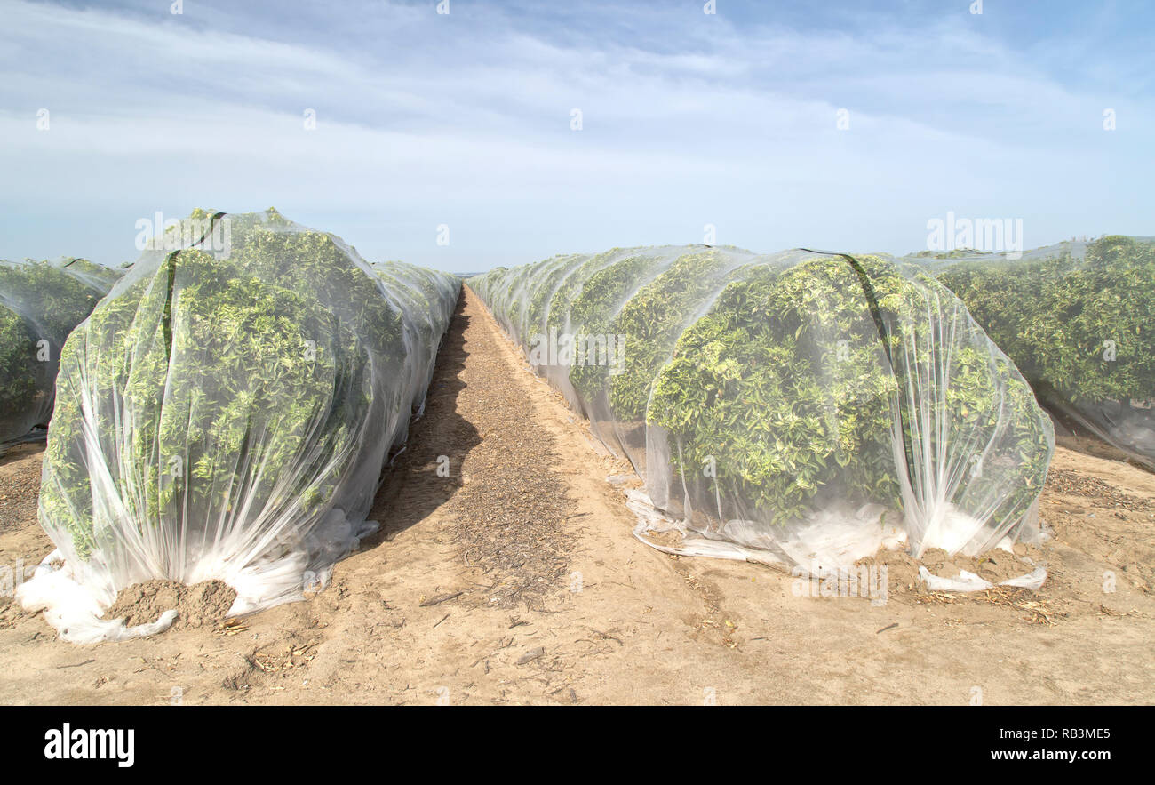 Mesh netting hi-res stock photography and images - Alamy