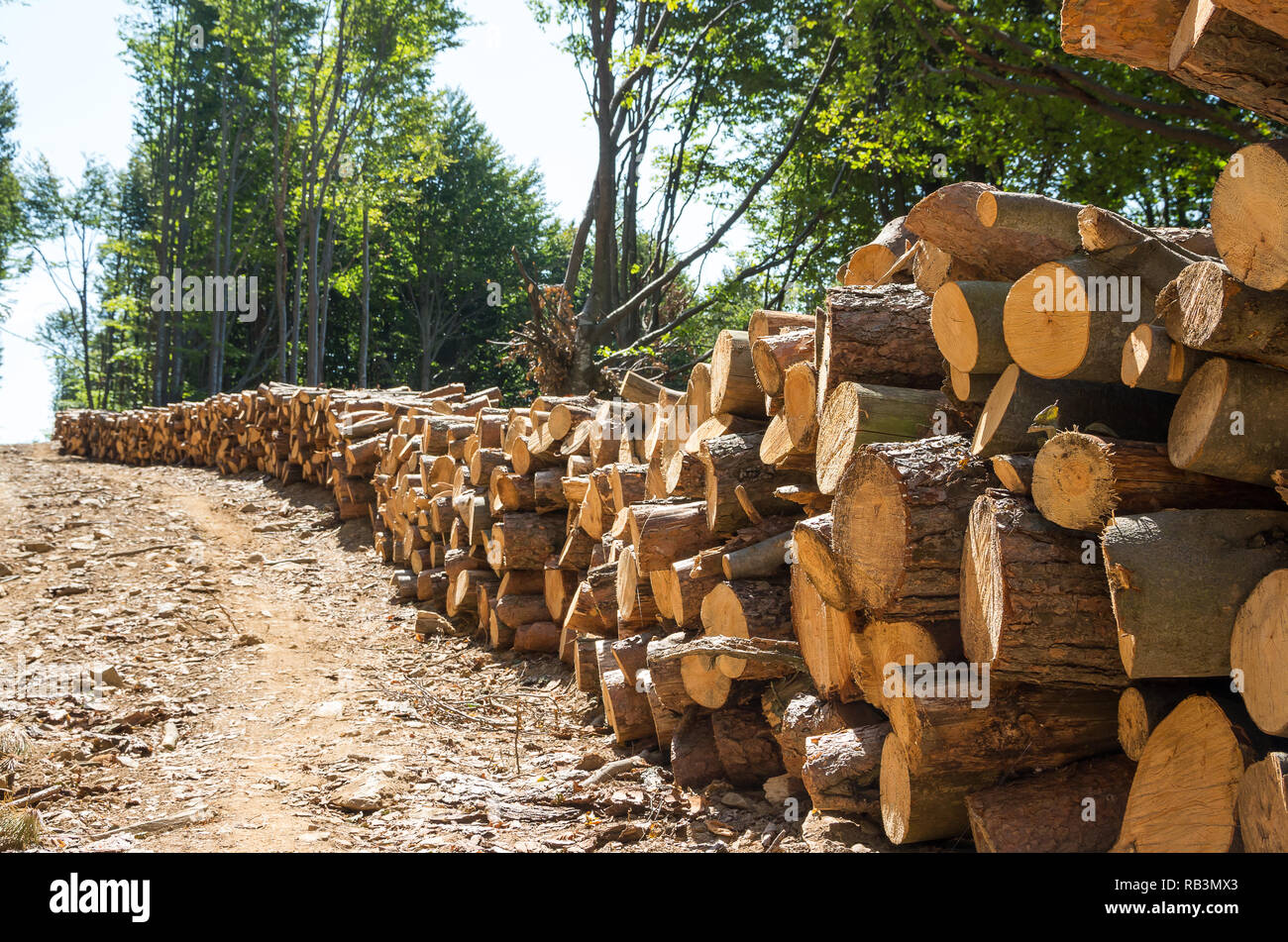 Forestry Industry. Log stacks along the forest road Stock Photo - Alamy
