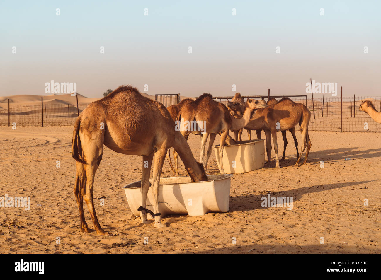 Wild camels in the desert of Al Khatim in Abu Dhabi, Emirates Stock ...