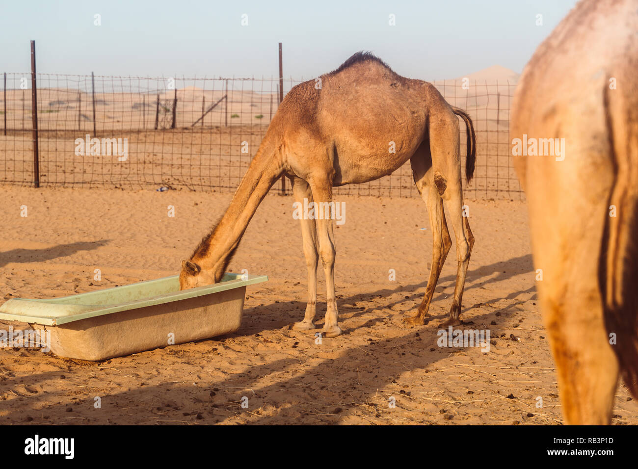 Wild camels in the desert of Al Khatim in Abu Dhabi, Emirates Stock ...