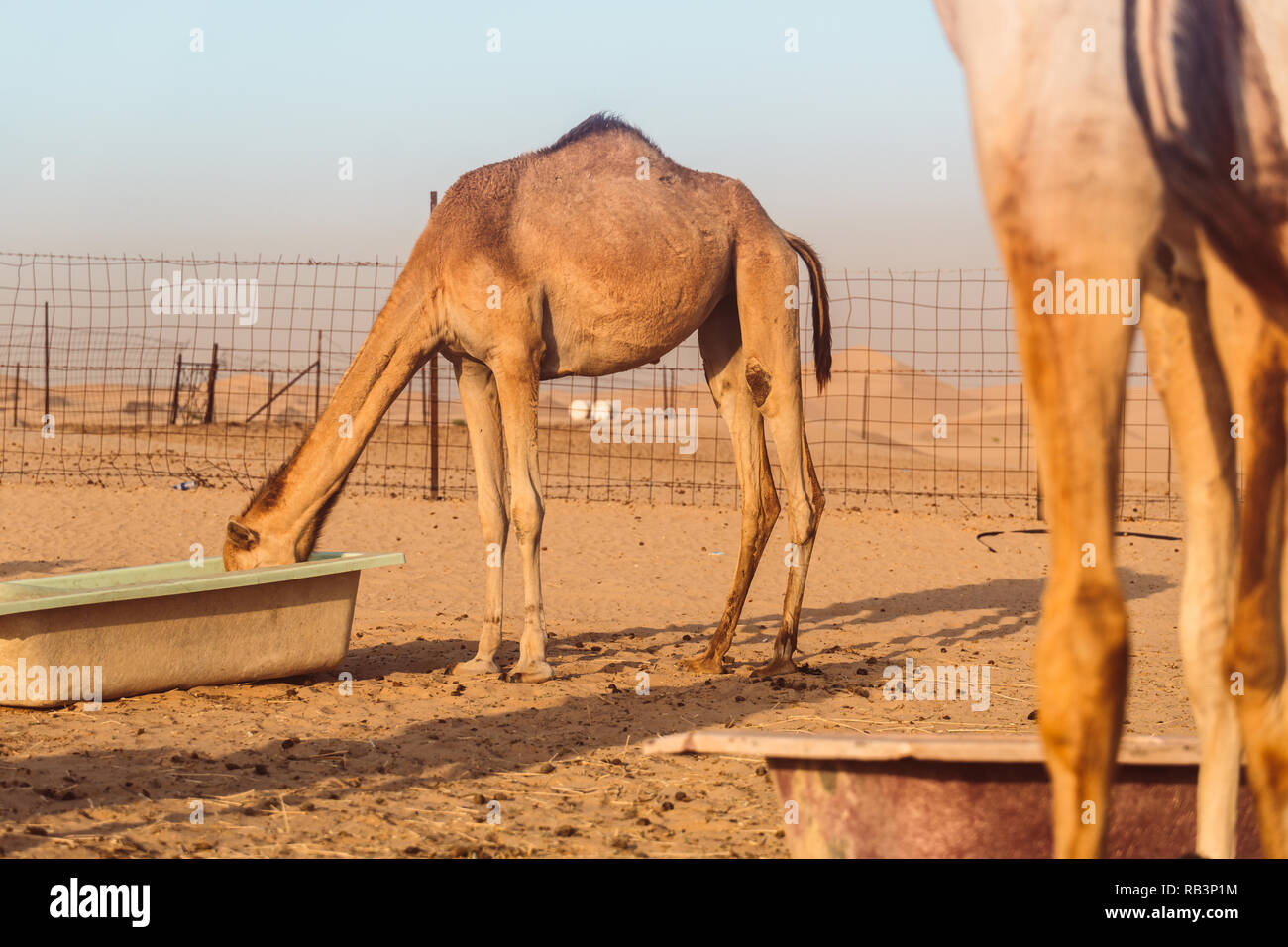 Wild camels in the desert of Al Khatim in Abu Dhabi, Emirates Stock ...