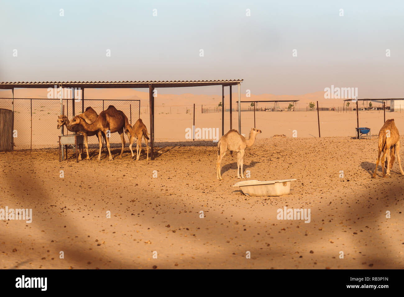 Wild camels in the desert of Al Khatim in Abu Dhabi, Emirates Stock ...