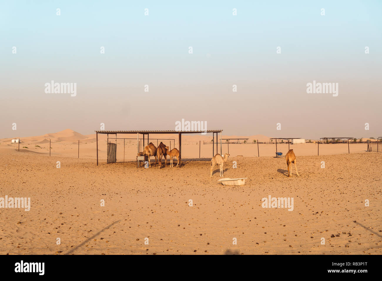 Wild camels in the desert of Al Khatim in Abu Dhabi, Emirates Stock ...