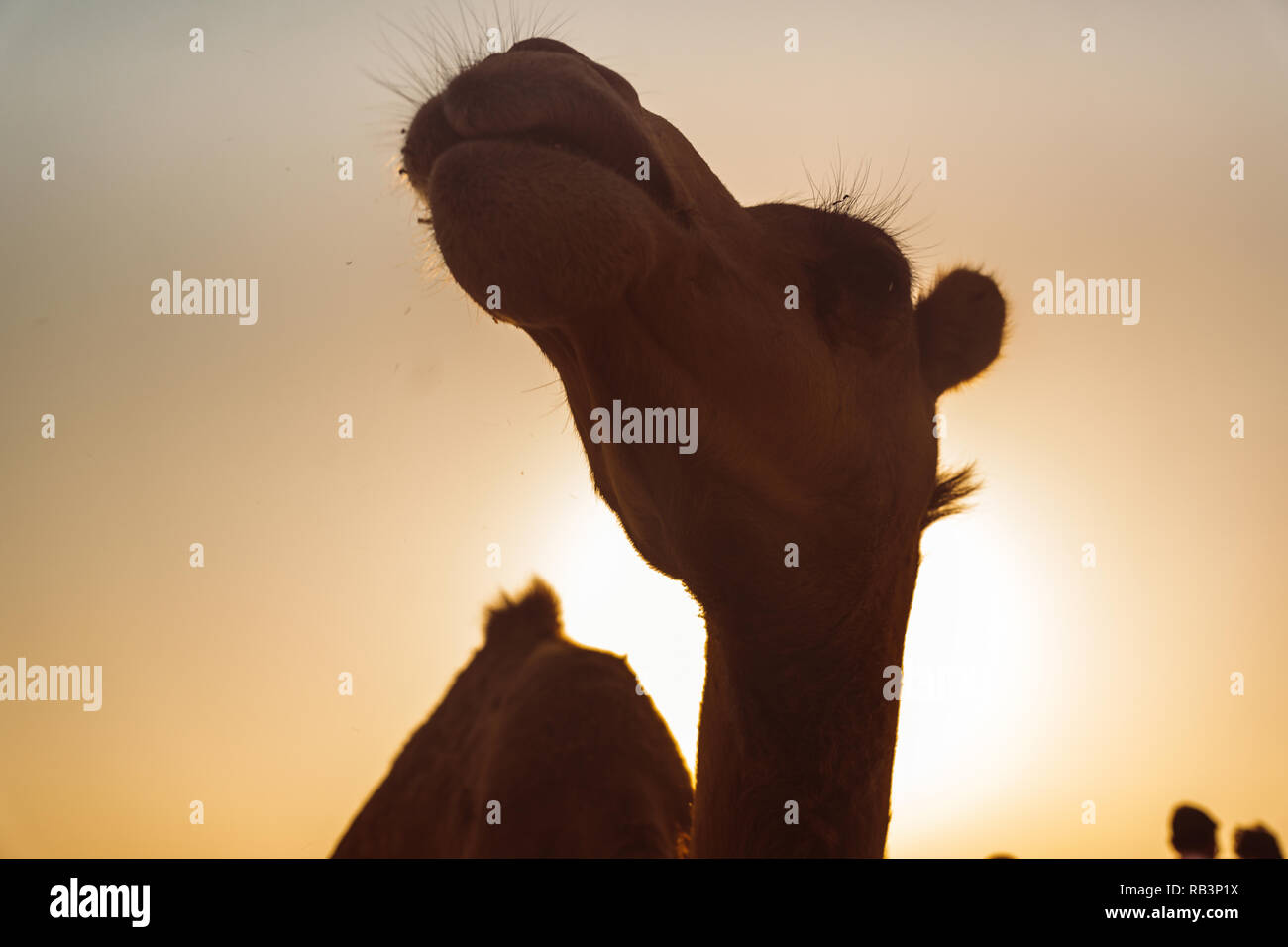Wild camels in the desert of Al Khatim in Abu Dhabi, Emirates Stock ...