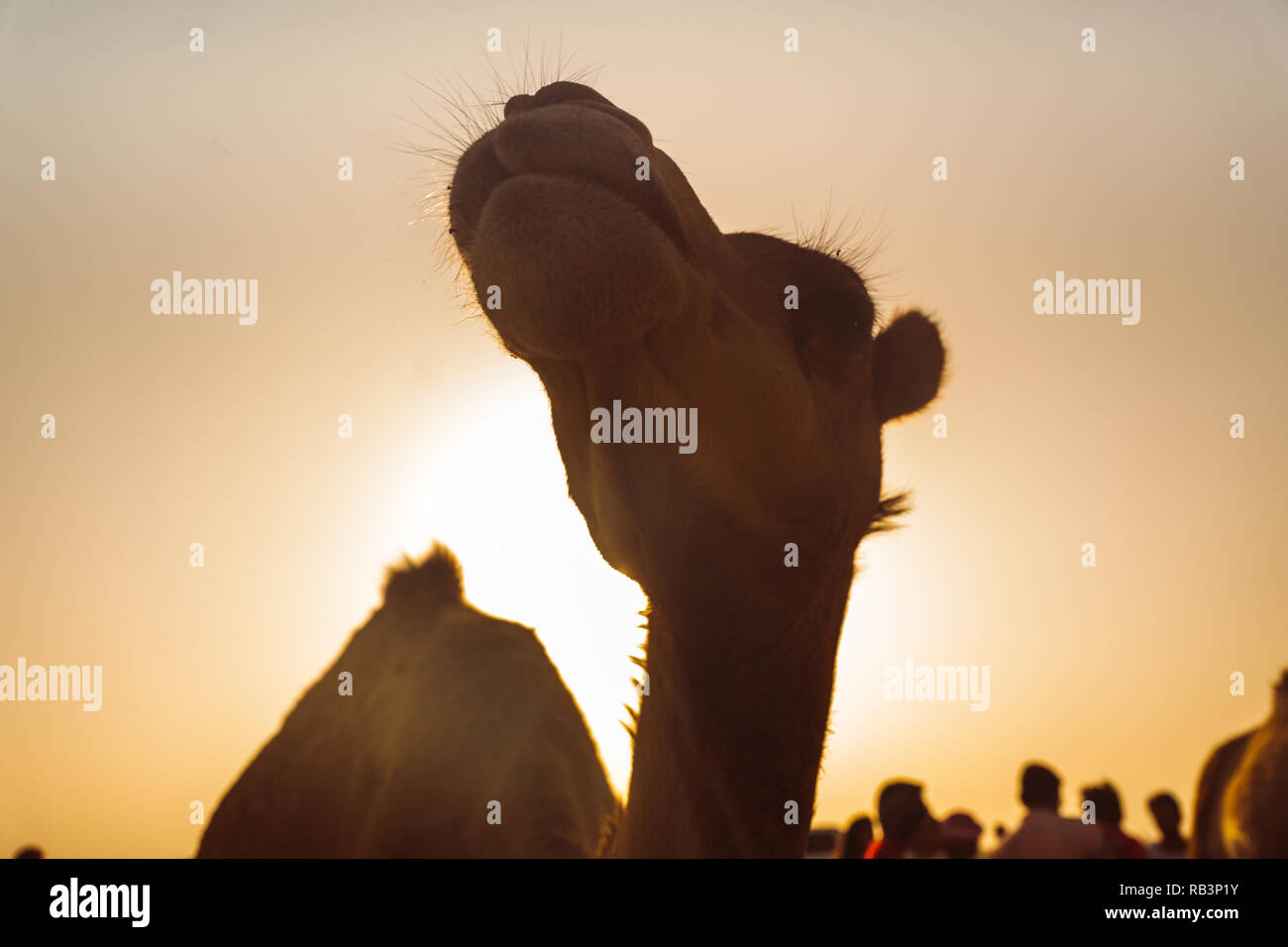 Wild camels in the desert of Al Khatim in Abu Dhabi, Emirates Stock ...