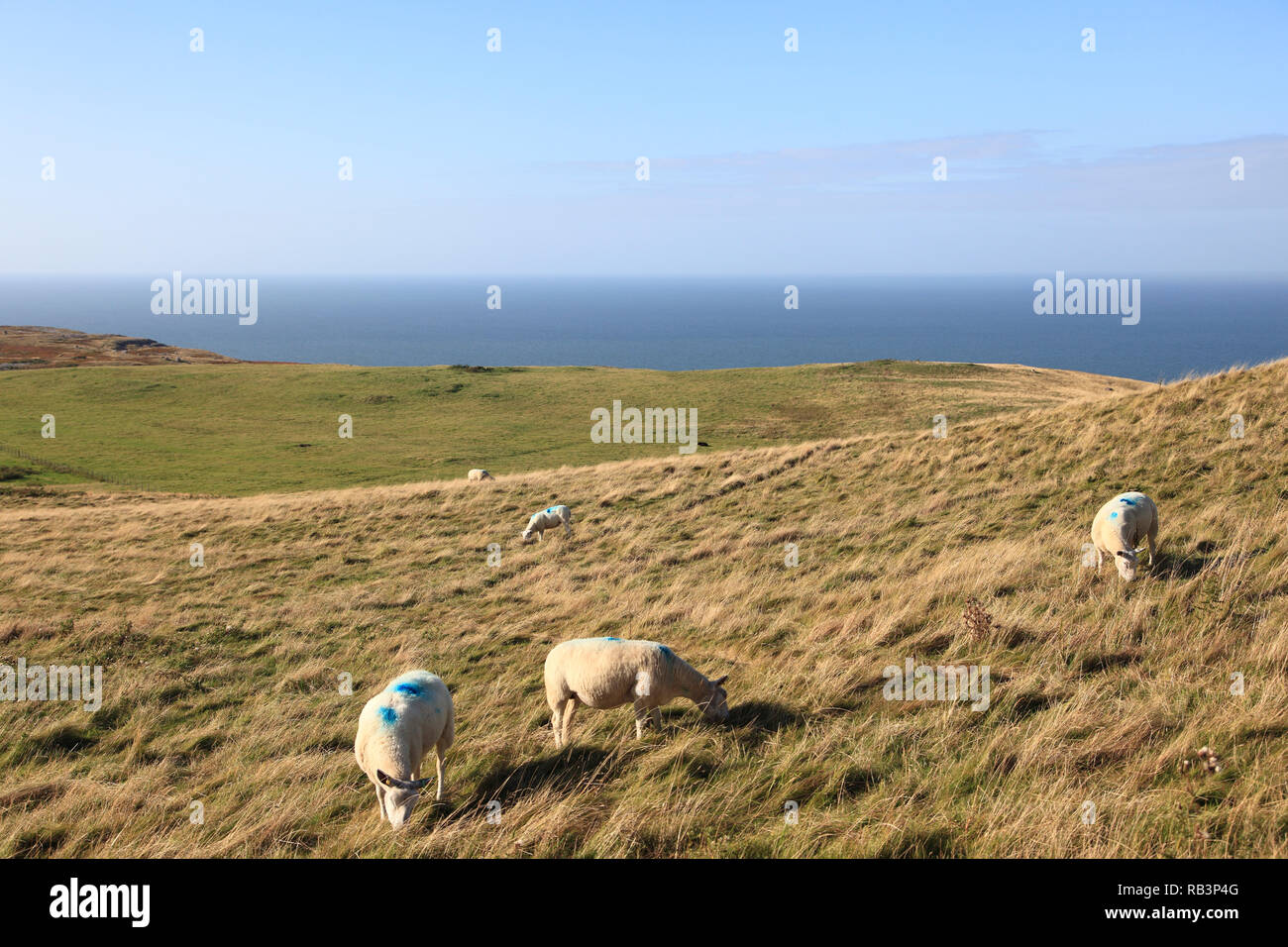 Llandudno conwy county north wales hi-res stock photography and images ...