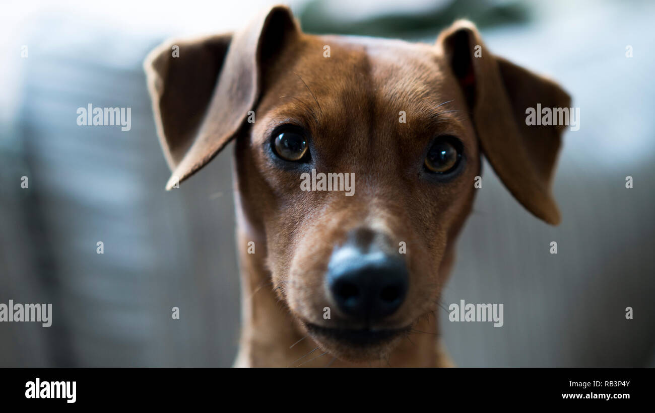 German fauna hi-res stock photography and images - Alamy