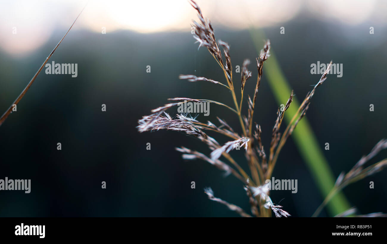 Reed and cane hi-res stock photography and images - Alamy