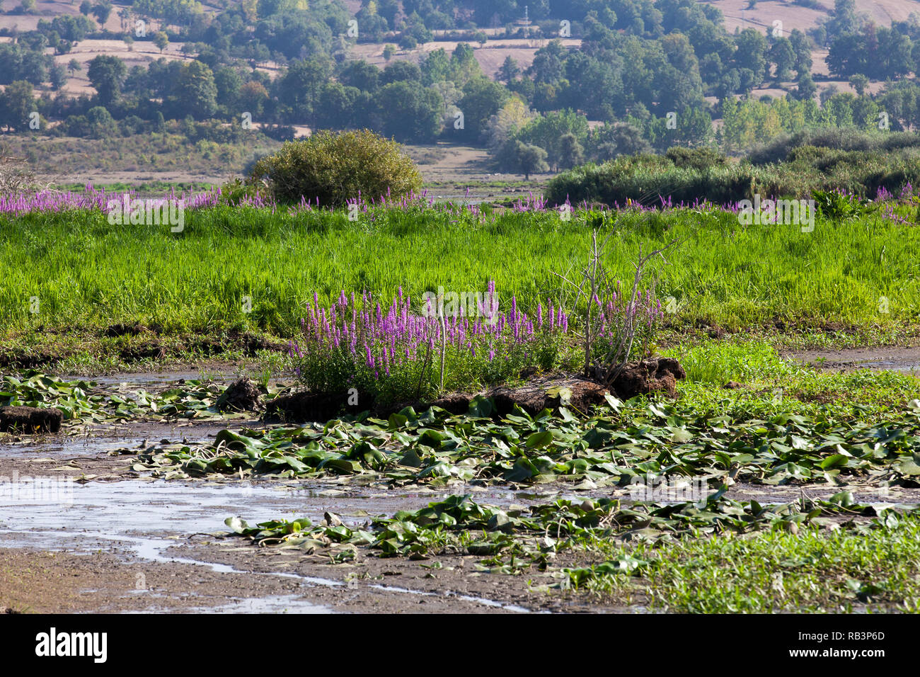 lake pink flowers grass in the lake, spring time Stock Photo - Alamy