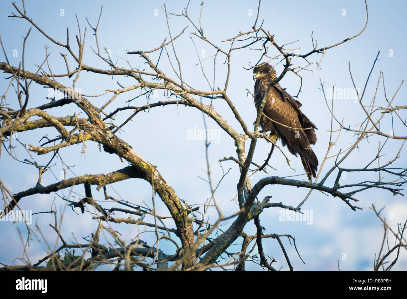 A beautiful golden eagle sitting on a tree in fall Stock Photo - Alamy
