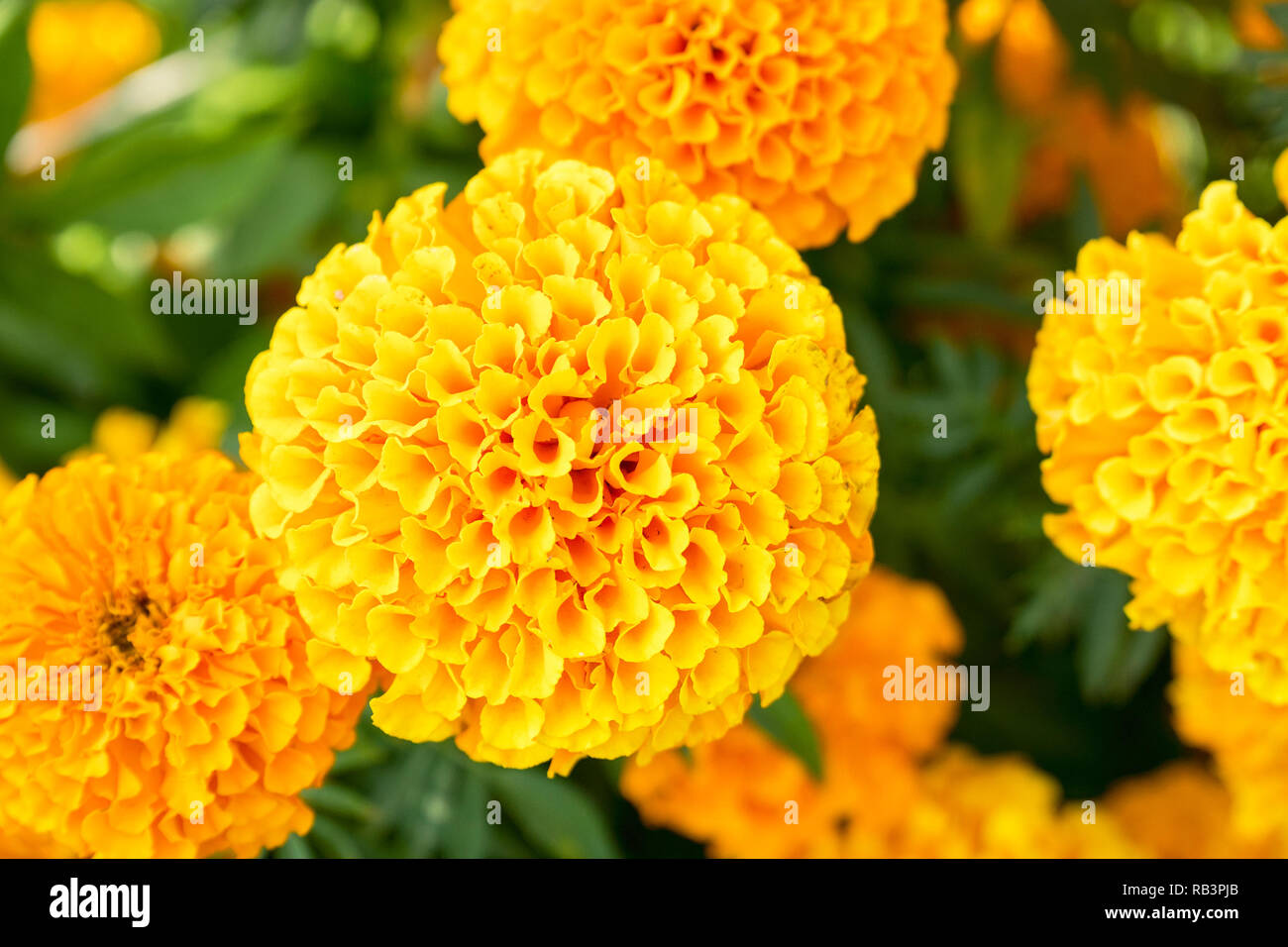 Flower marigold on natural background Stock Photo - Alamy