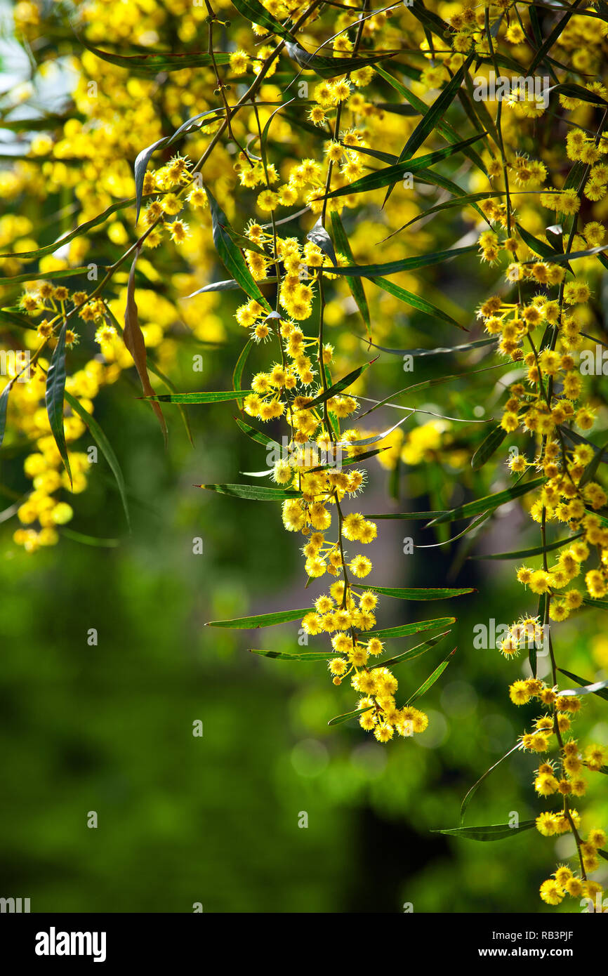 type of tree flowers: mimosa Stock Photo - Alamy