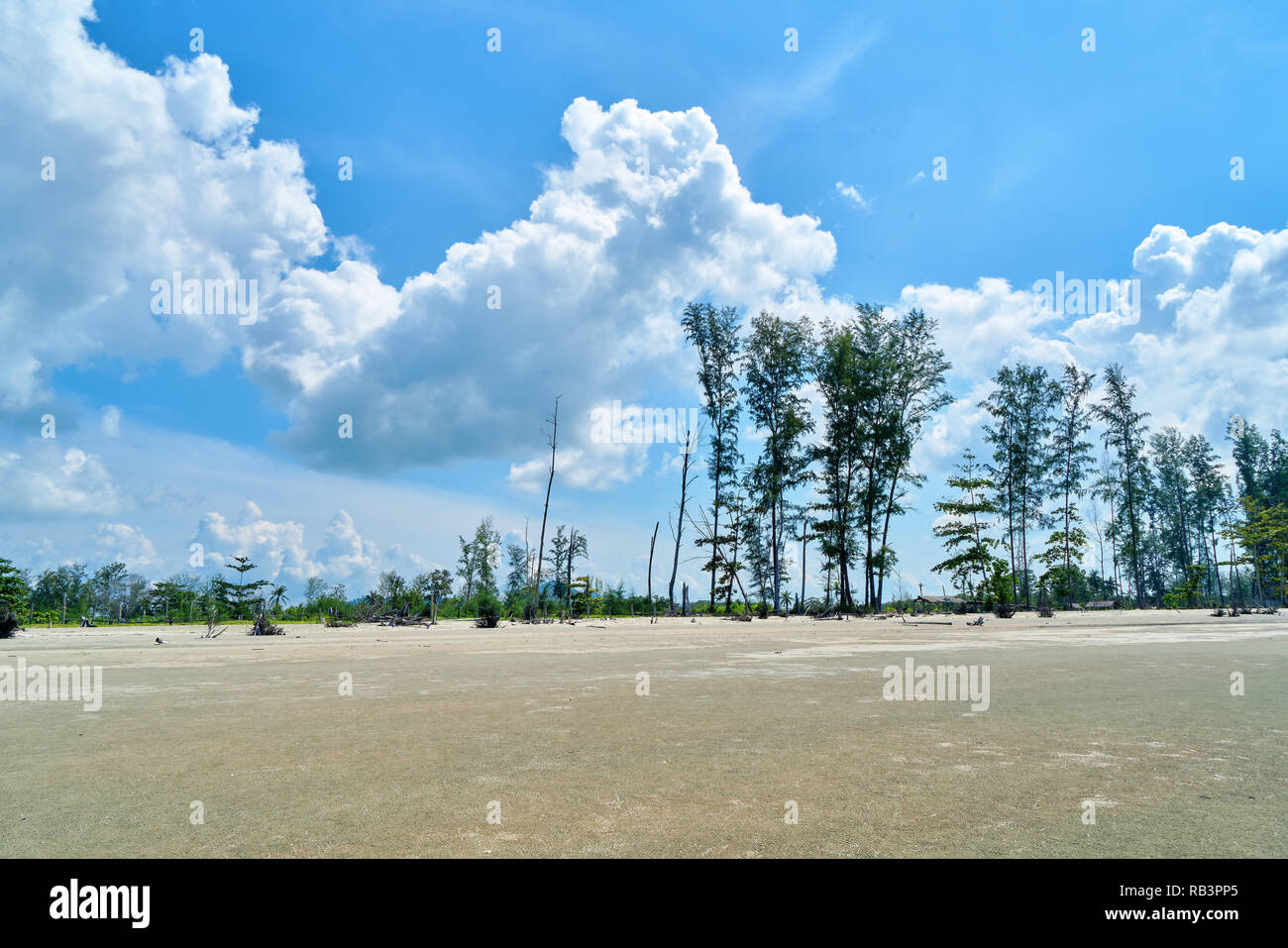 Tropical Trees in Koh Lanta Stock Photo - Alamy