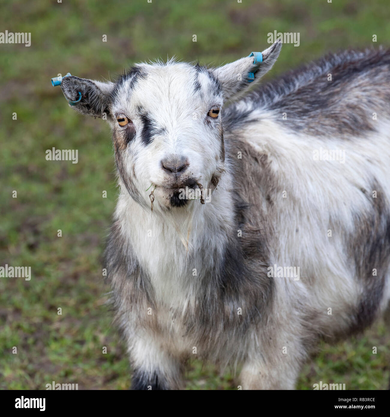 Goats farm europe hi-res stock photography and images - Alamy