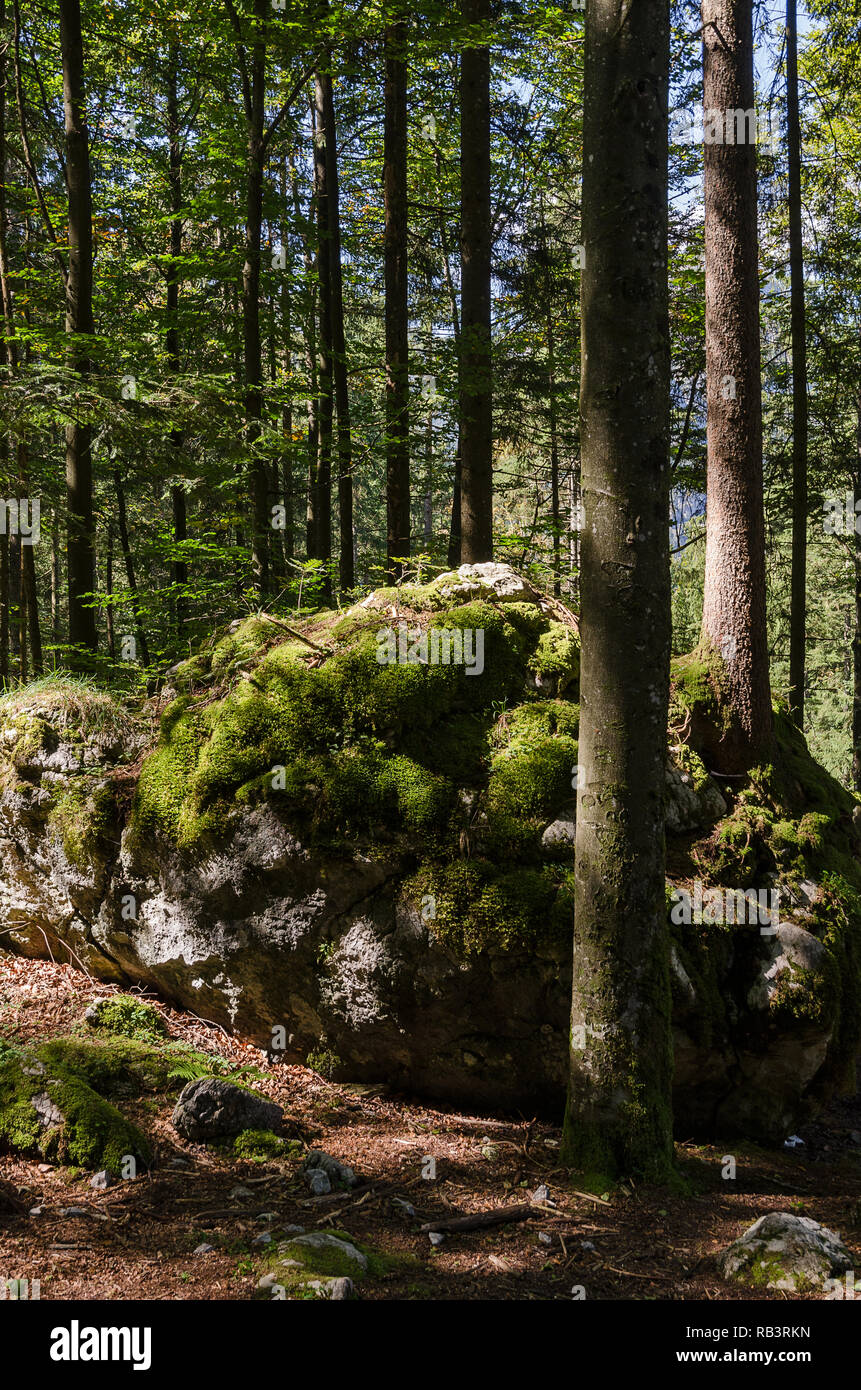 fMixed orest by the Kings Lake, Königssee, Berchtesgaden National Park ...