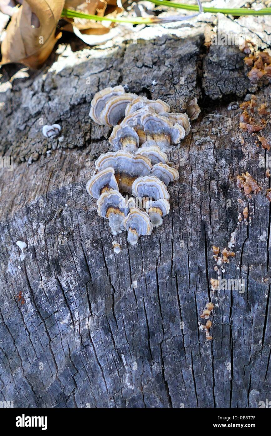 Mycelium fungi log hi-res stock photography and images - Alamy