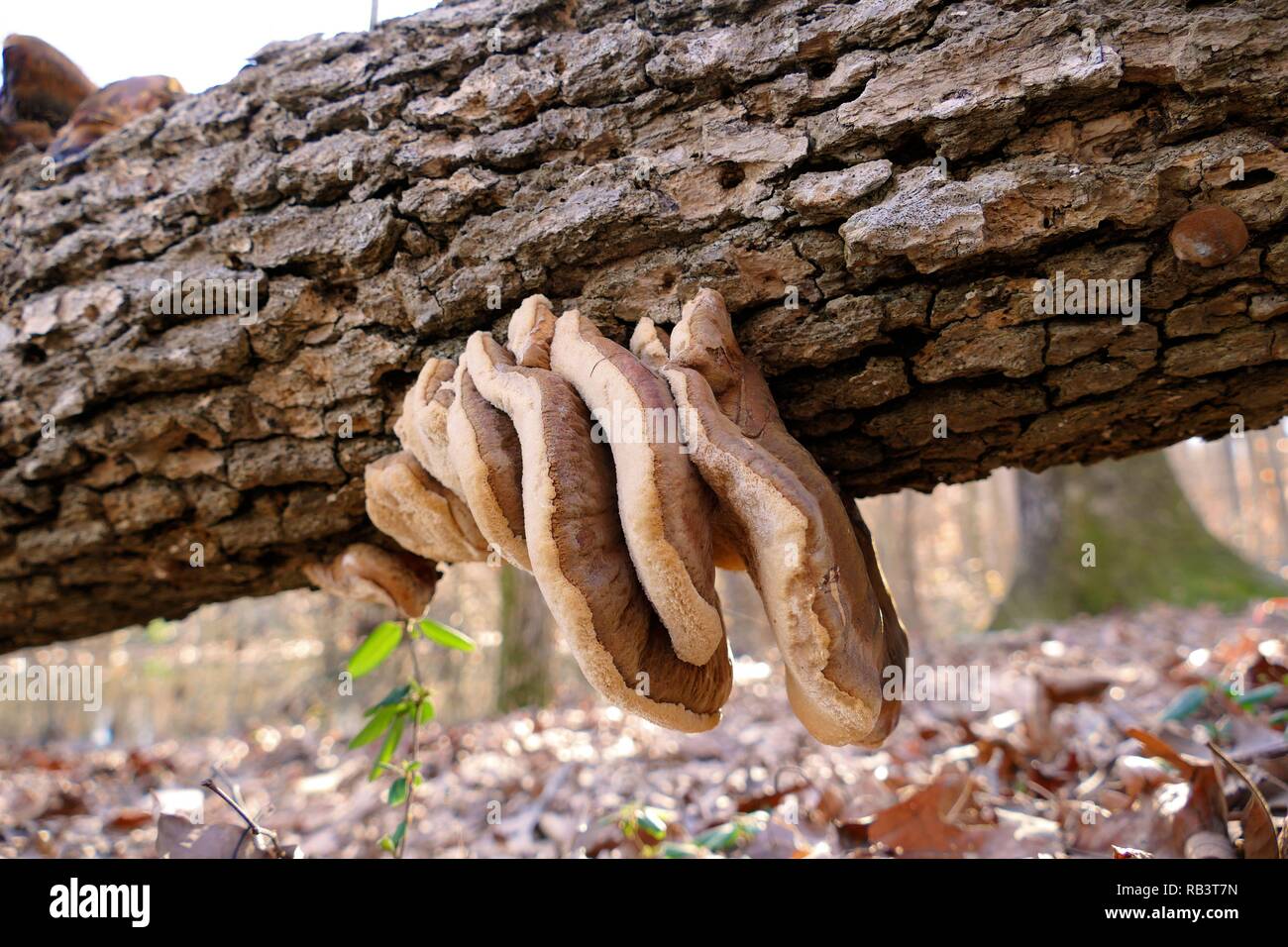 Mycelium fungi hi-res stock photography and images - Alamy
