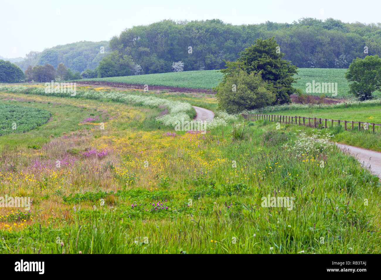 English wildflower meadow hi-res stock photography and images - Alamy