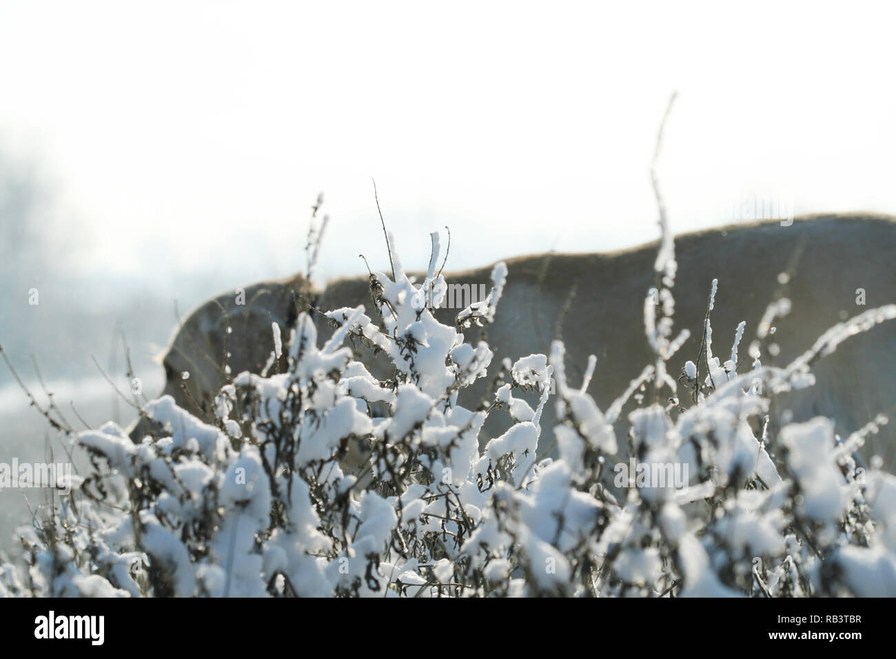 A Dog (Labrador retriever) outdoor on the snow in winter. Snowy ...