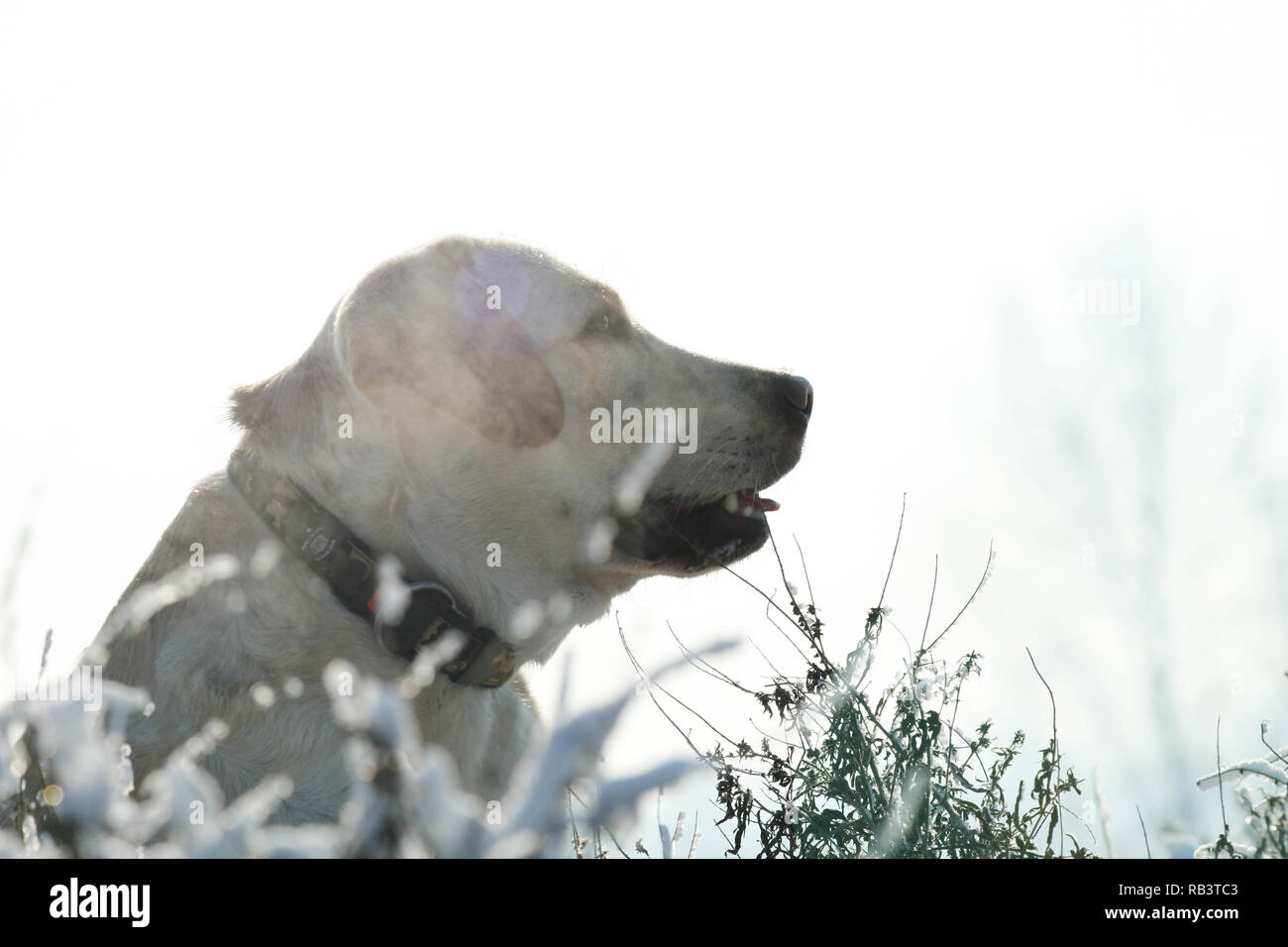A Dog (Labrador retriever) outdoor on the snow in winter. Snowy ...
