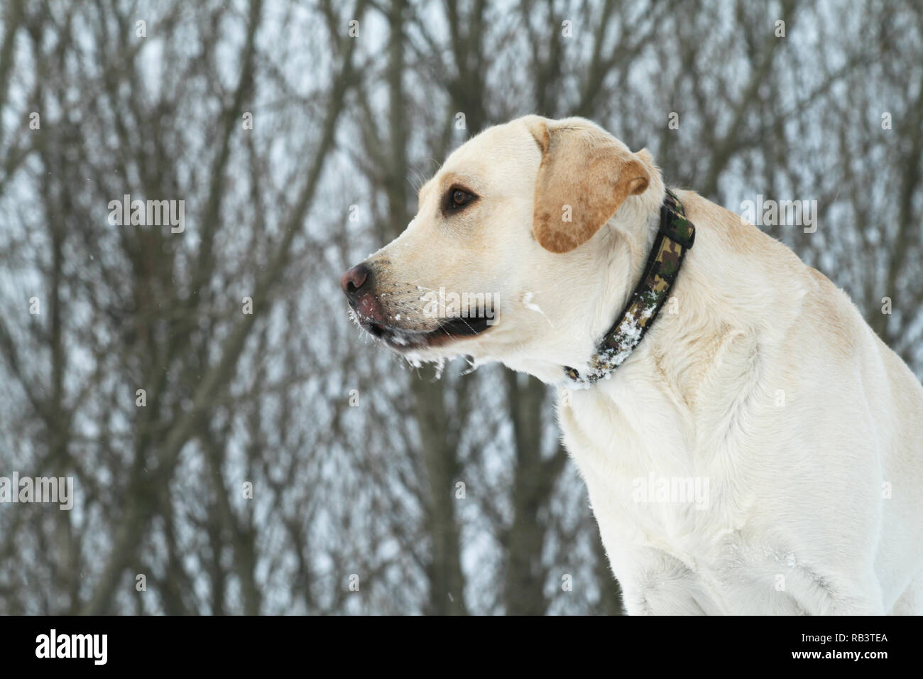 A Dog (Labrador retriever) outdoor on the snow in winter. Snowy ...