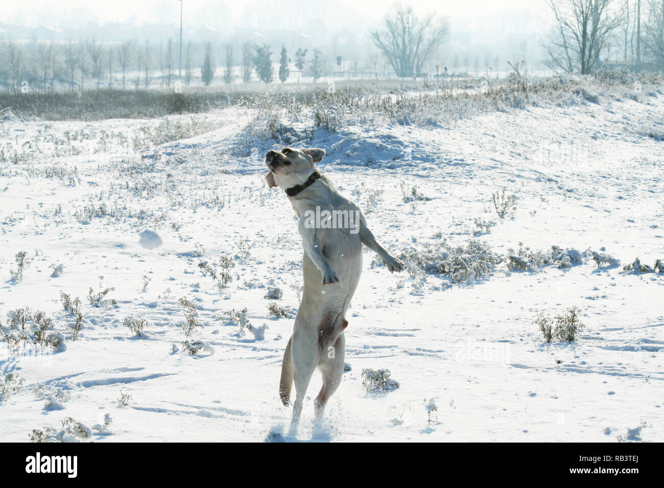 A dog (Labrador retriever) jumping outdoor on the snow in winter. Snowy ...