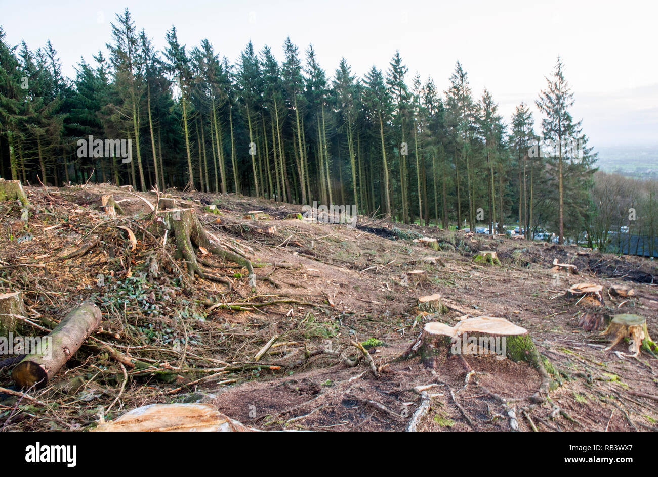 Dangerous trees hi-res stock photography and images - Alamy