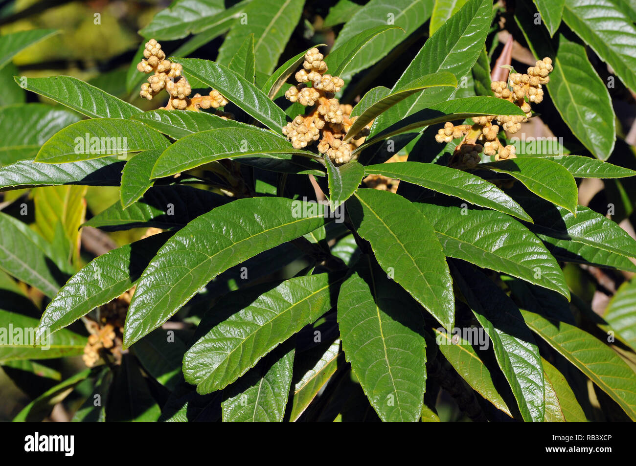 Loquat Flower High Resolution Stock Photography and Images - Alamy