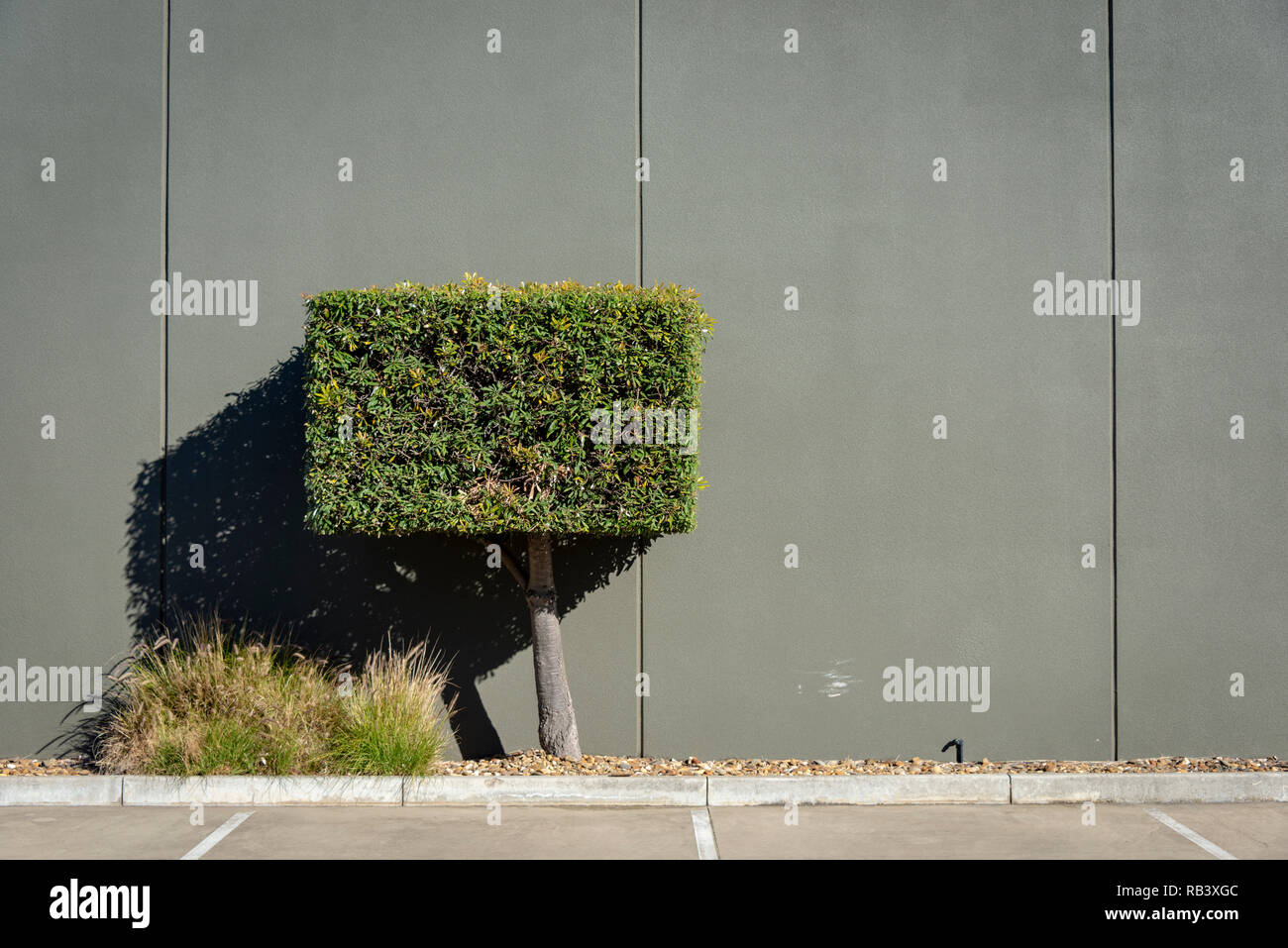 A tree against a lined wall in an industrial parking lot shaped to a ...