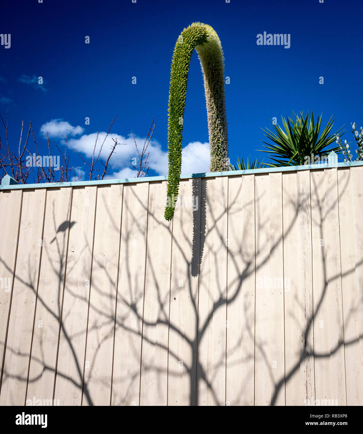 Agave tree hi-res stock photography and images - Alamy