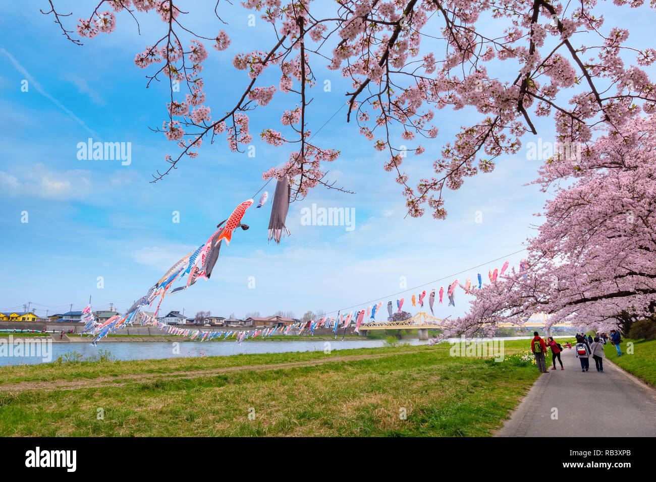 Koinobori carp-shaped windsocks over Kitakami river during fullbloom ...