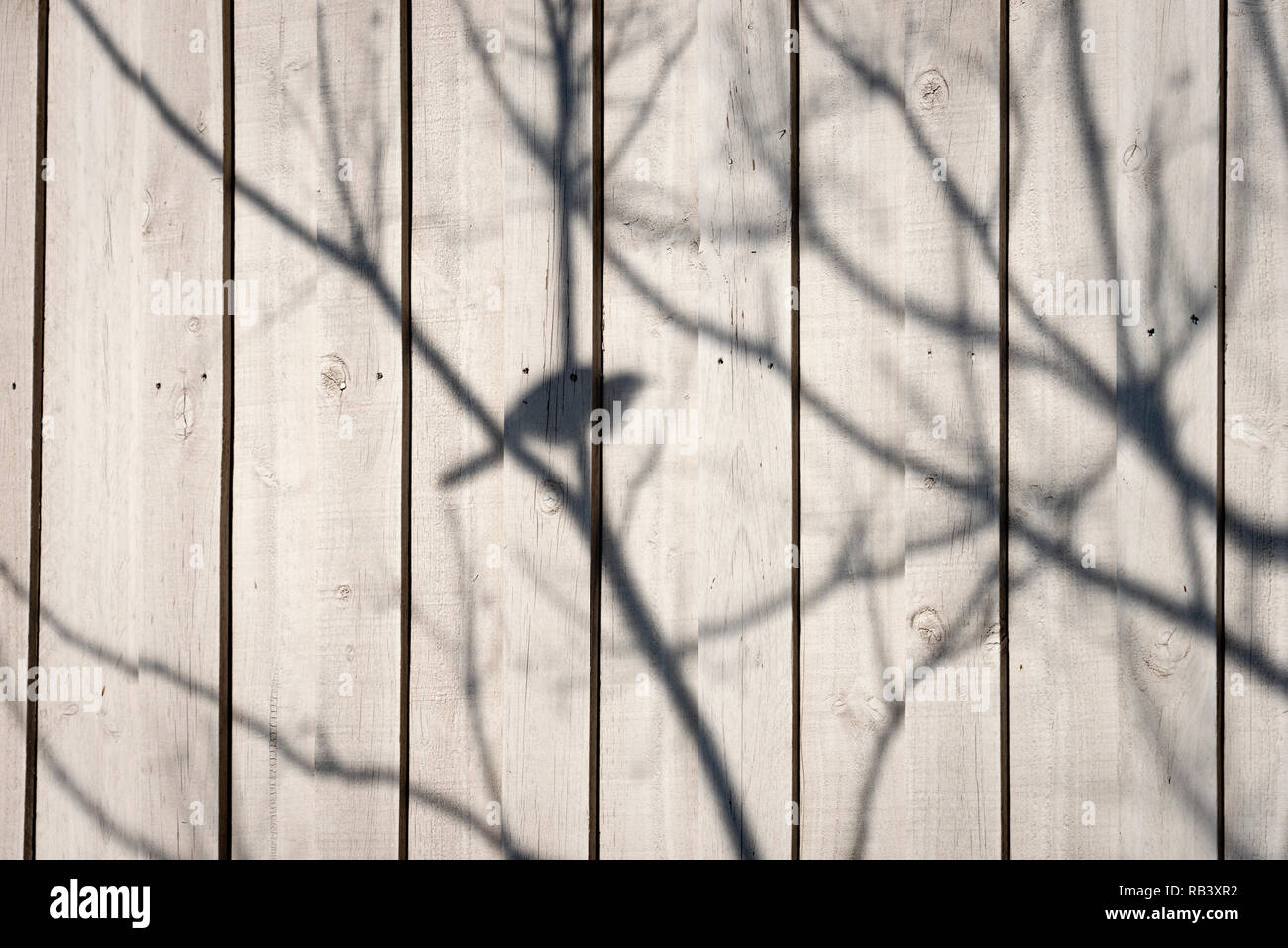 Skeletal tree hi-res stock photography and images - Alamy
