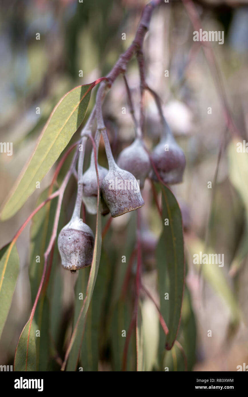 close up of Australian gum nuts from a gum tree, vertical Stock Photo ...