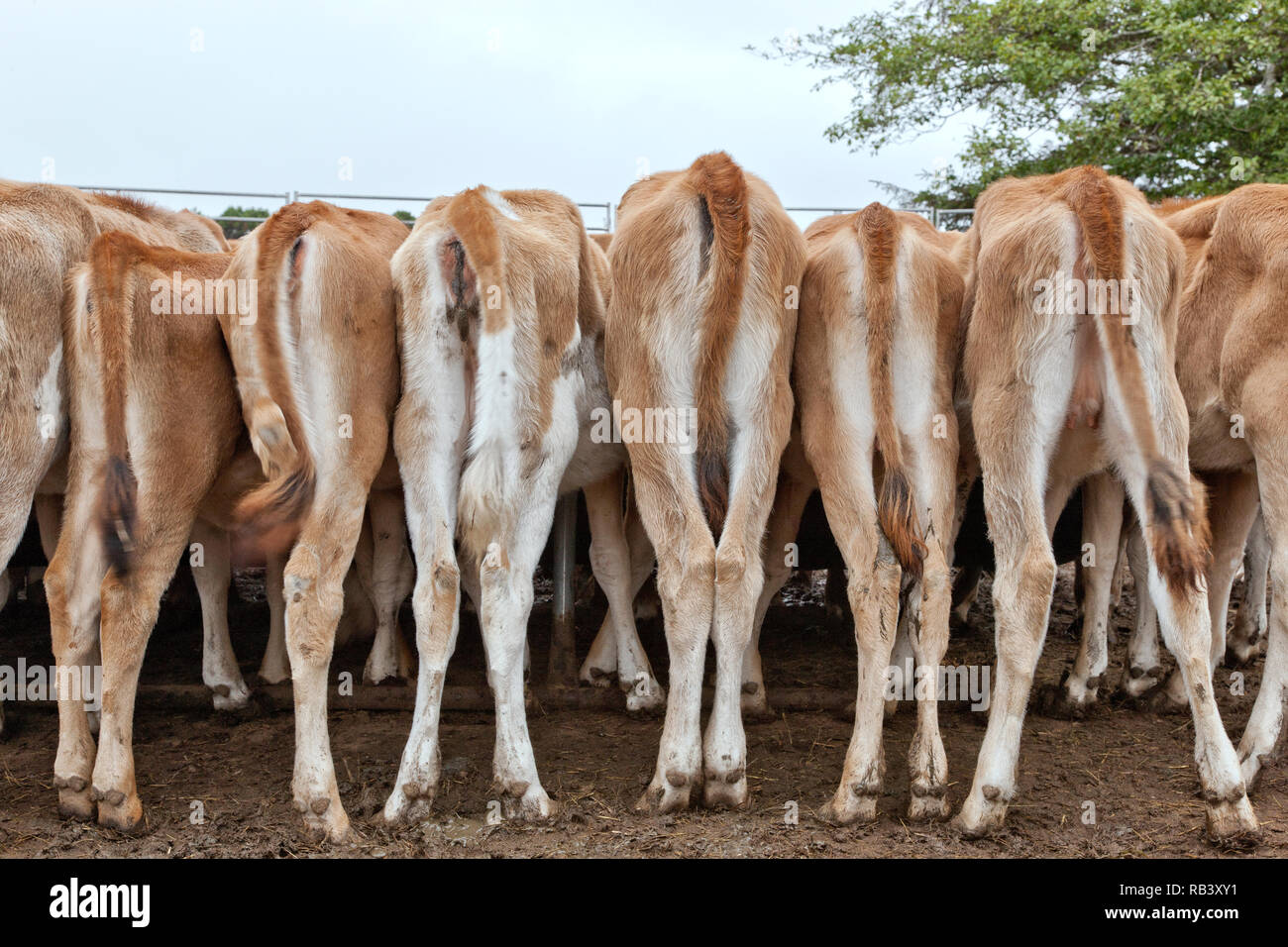 Backside hi-res stock photography and images - Alamy
