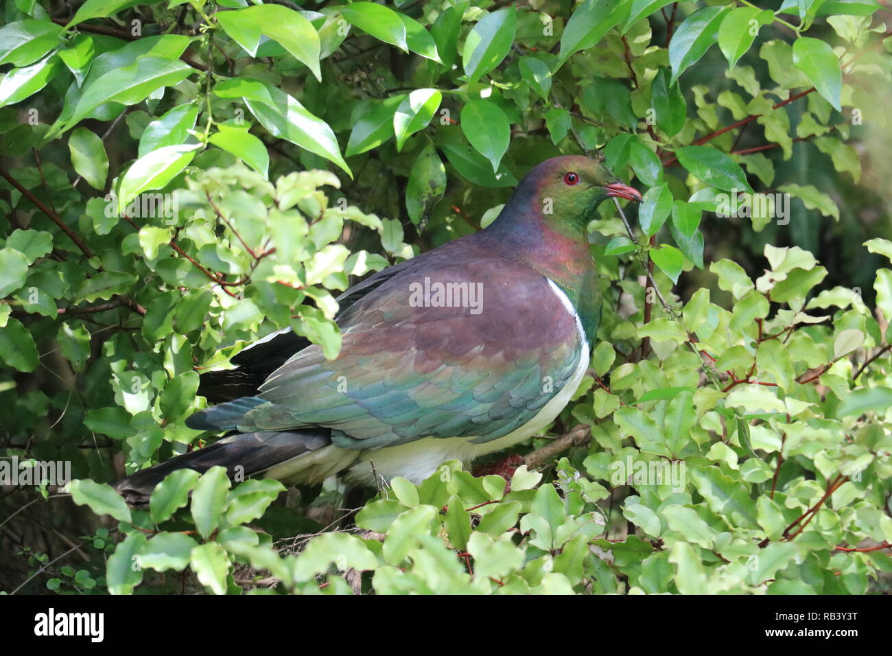 New zealand native pigeon hi-res stock photography and images - Alamy