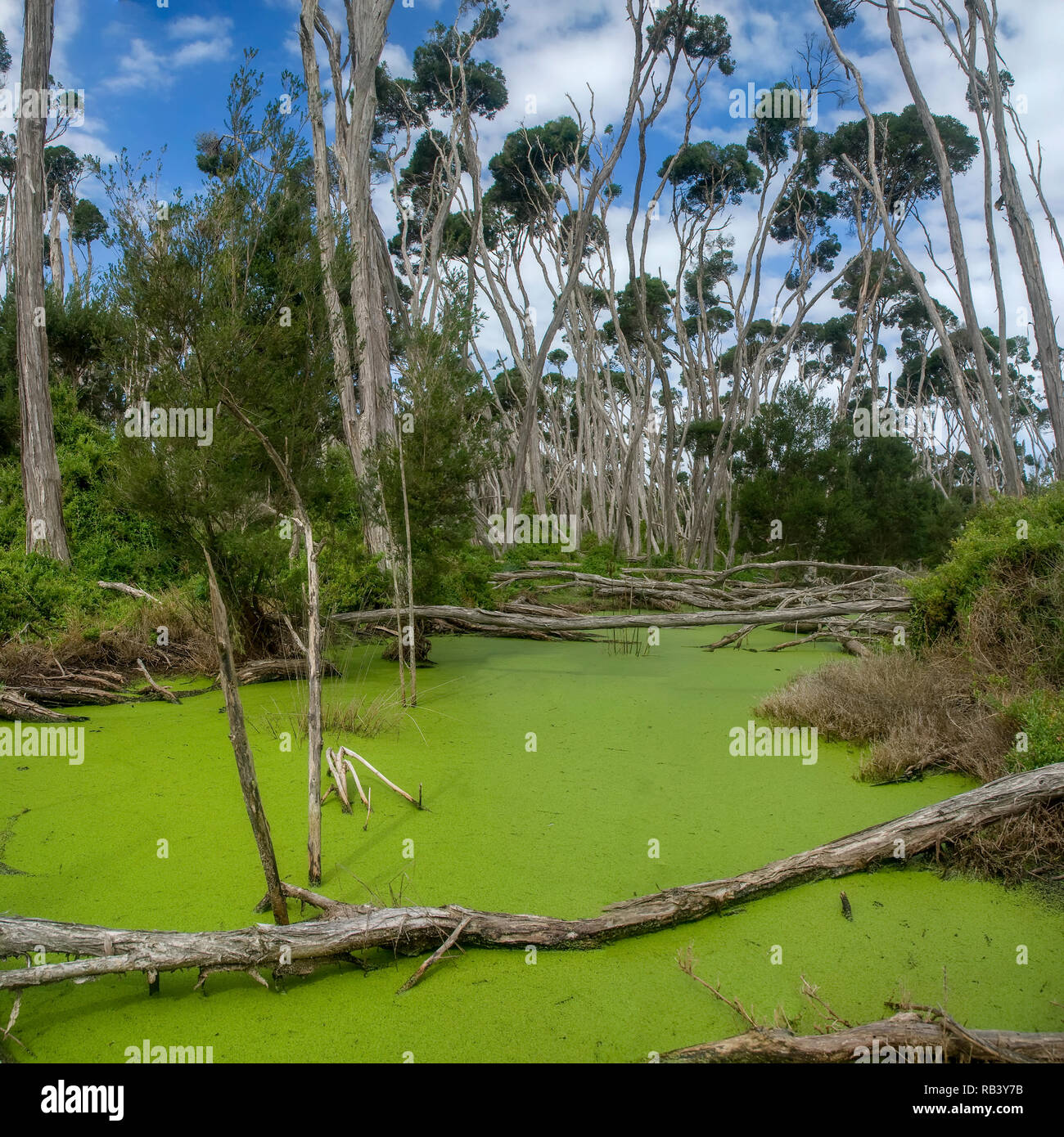 Green algae in Victorian pond Stock Photo - Alamy