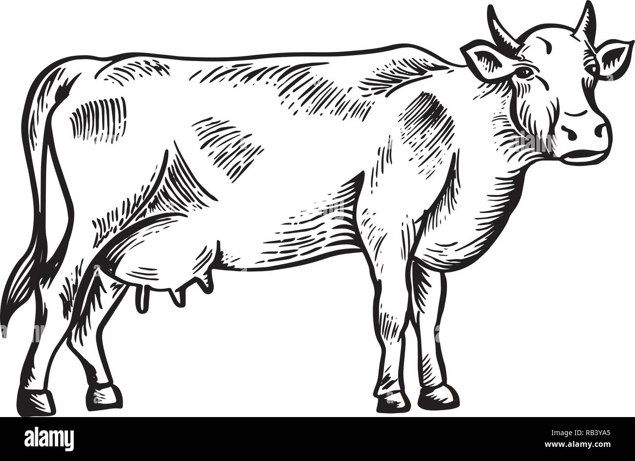 Sketch of cow drawn by hand. Livestock. Cattle. Animal grazing. Vector ...