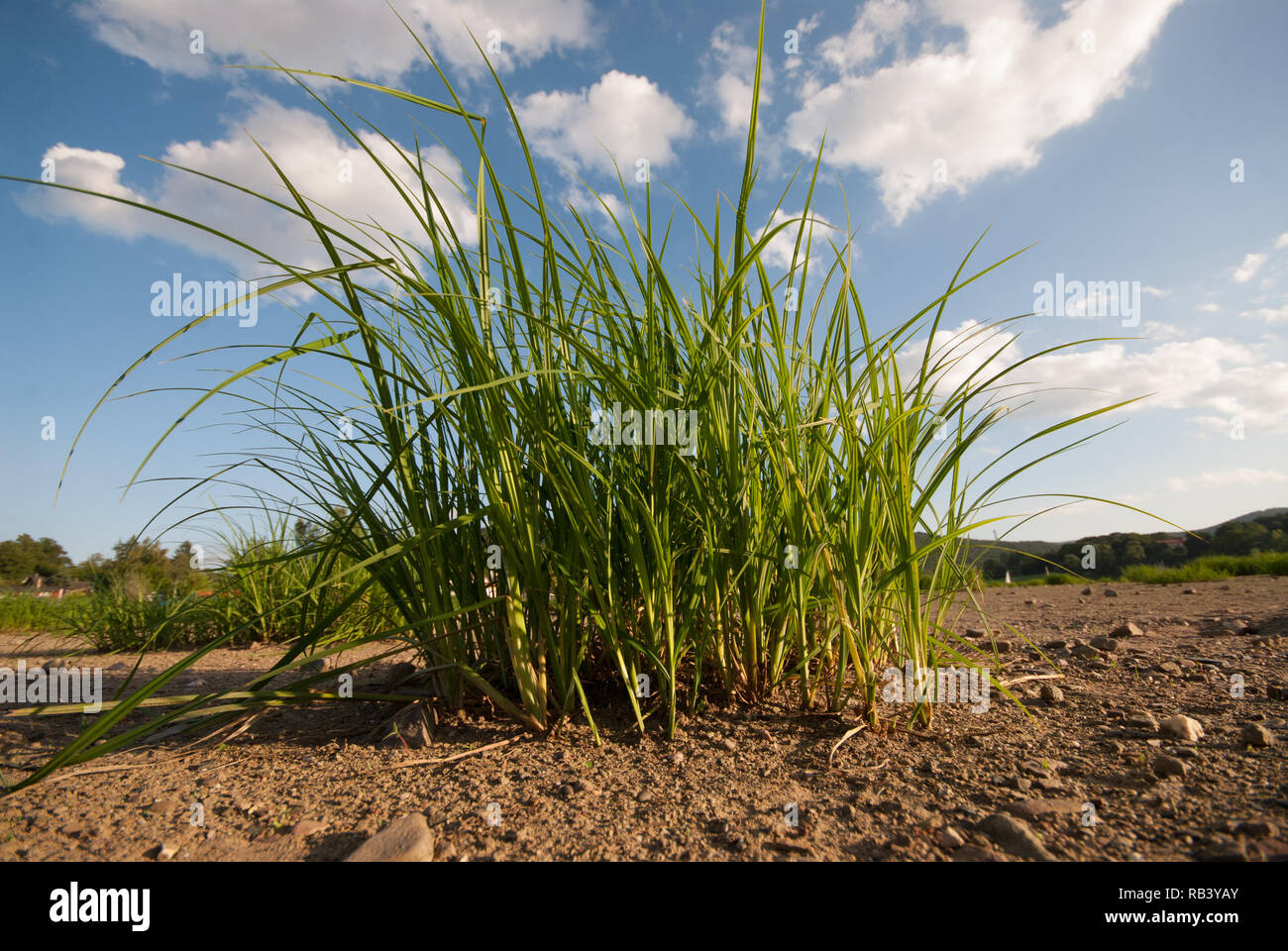 Grass closeup view blue cloudy sky behind Stock Photo - Alamy