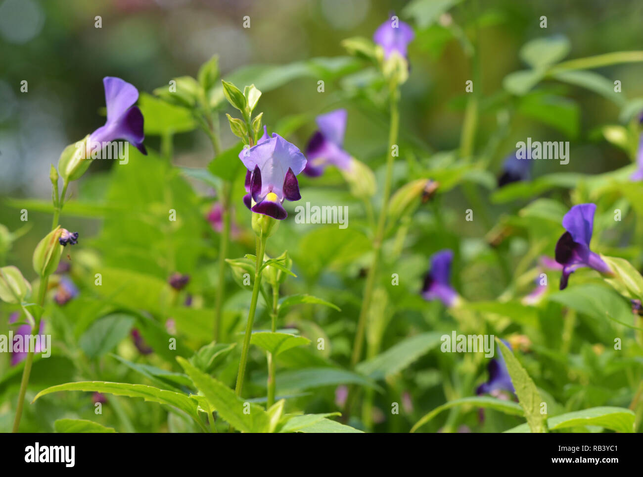 Wishbone flower (Torenia fournieri) in garden for background Stock ...