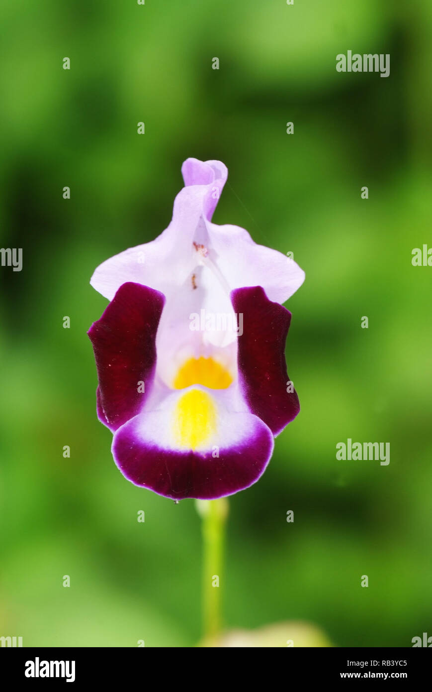 Wishbone flower (Torenia fournieri) in garden for background Stock ...