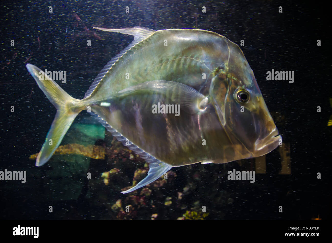 Lookdown fish hi-res stock photography and images - Alamy