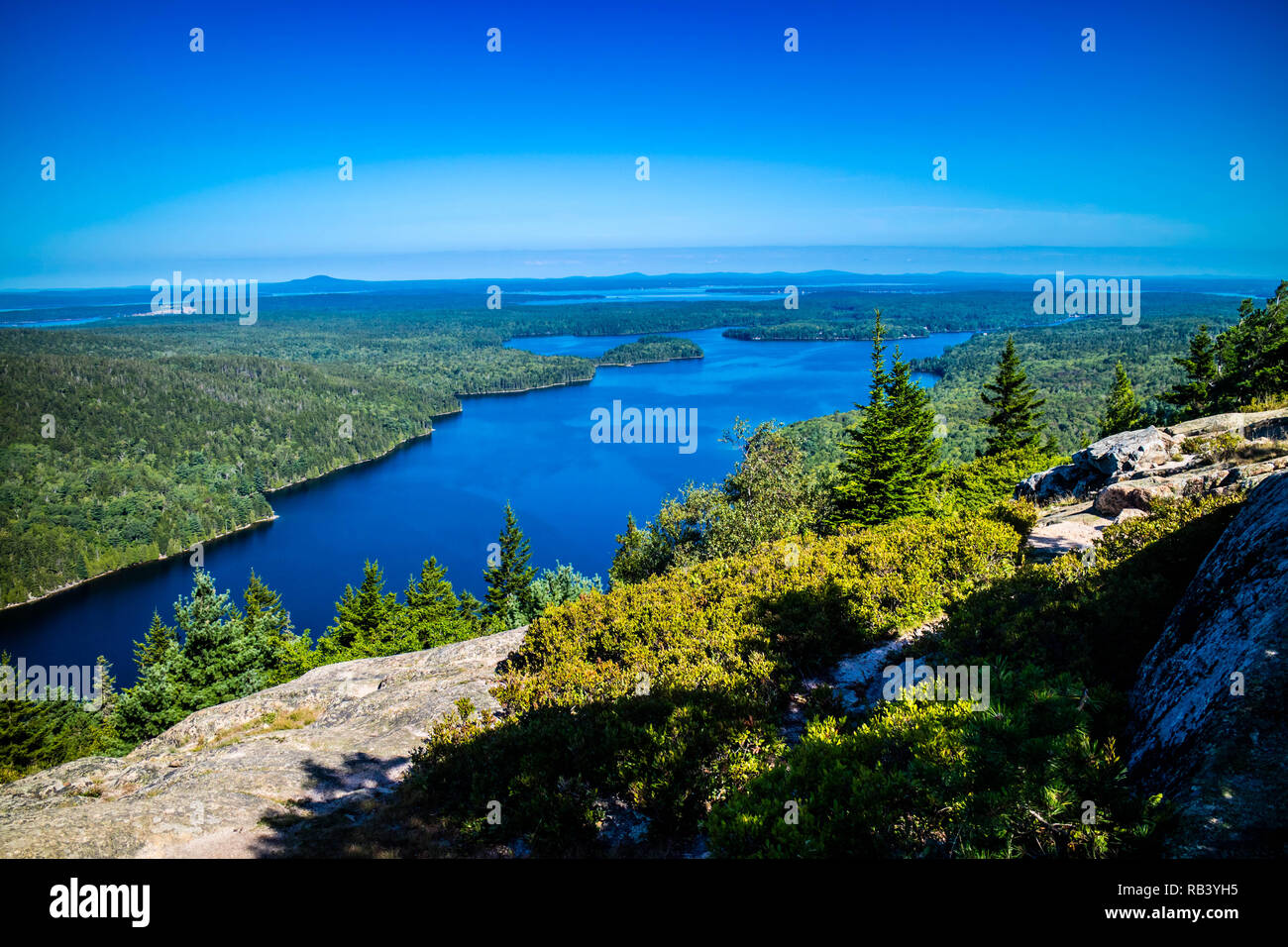 Tree branches acadia trees hi-res stock photography and images - Alamy