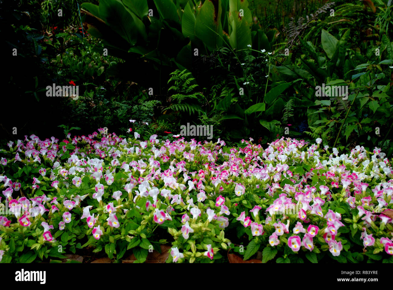 Wishbone flower (Torenia fournieri) in garden for background Stock ...