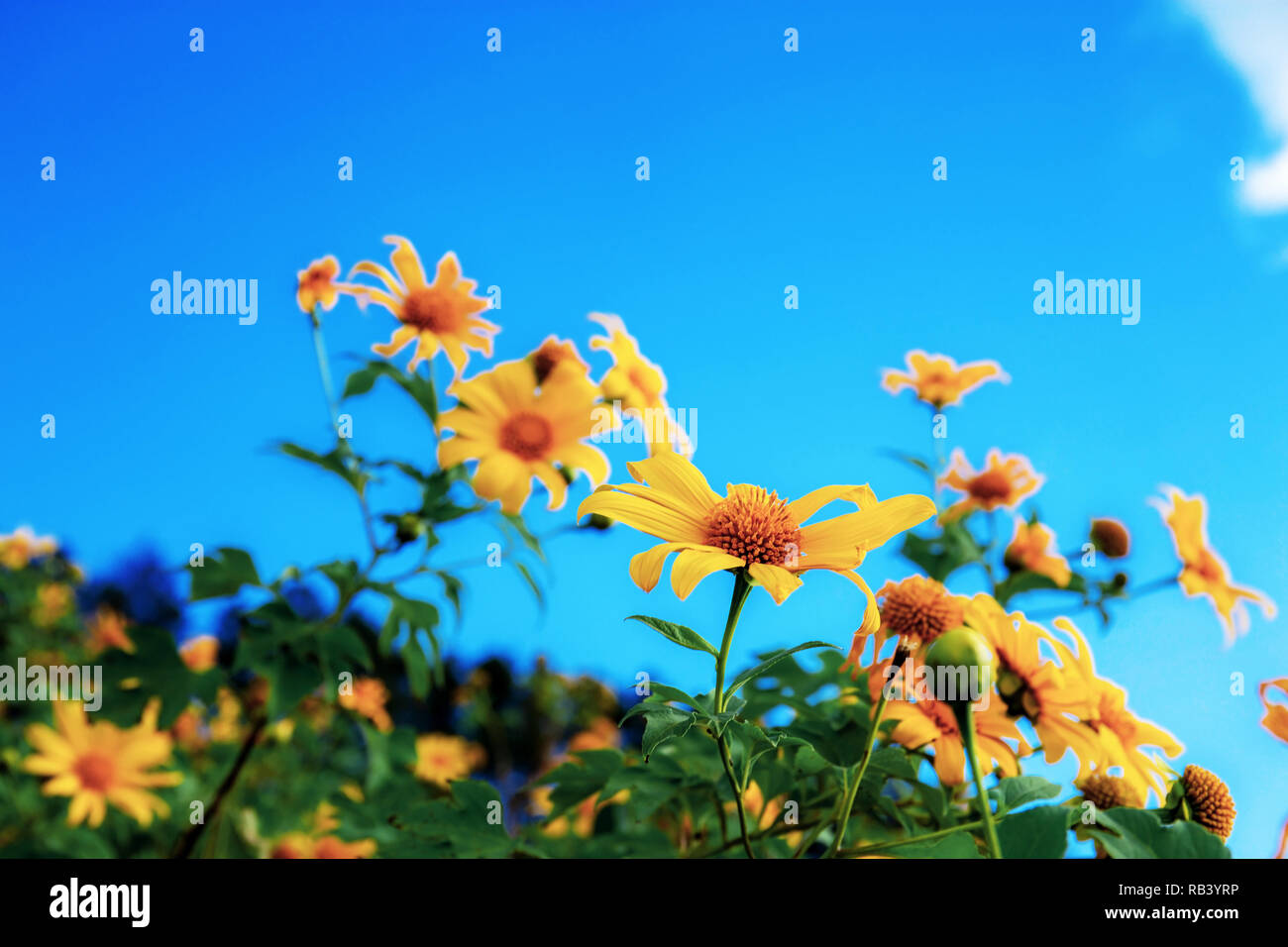 Bua tong flower of Thailand with beautiful at sky Stock Photo - Alamy