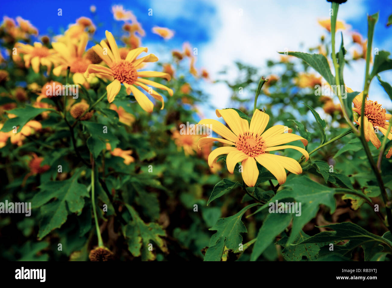 Bua tong flower of Thailand with beautiful Stock Photo - Alamy